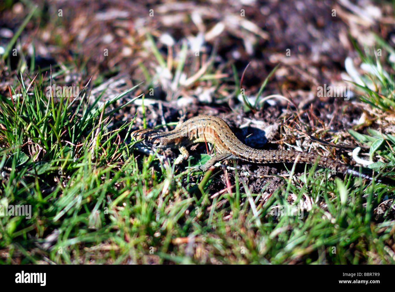 A common lizard in the grass Stock Photo - Alamy