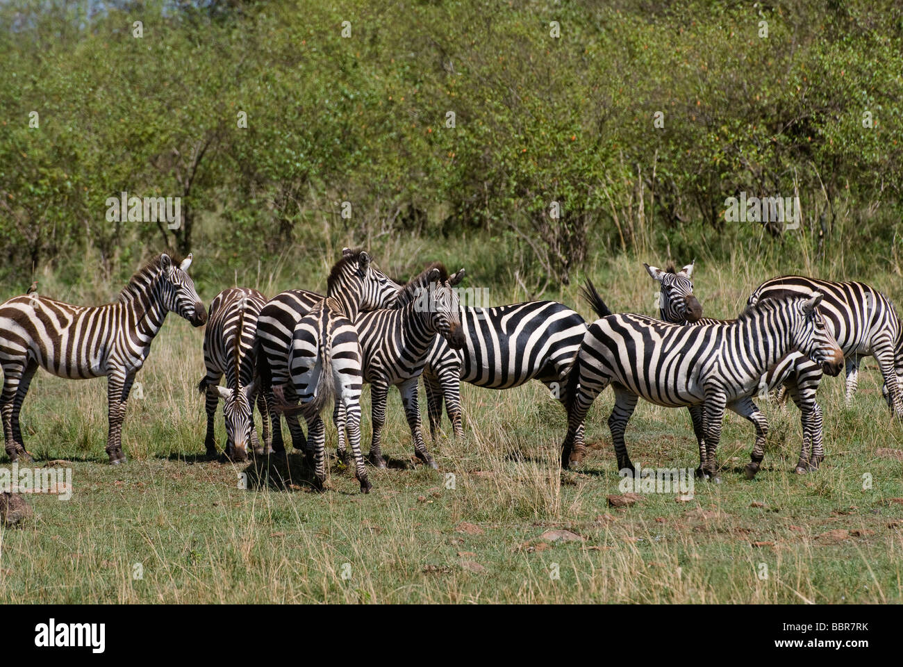 herd of Plains Zebra Equus quagga Equus burchelli Masai Mara NATIONAL ...