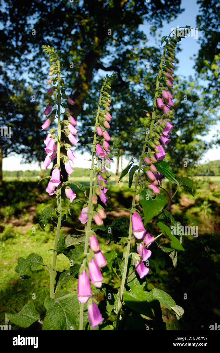 Foxgloves in flower in the sun Stock Photo - Alamy