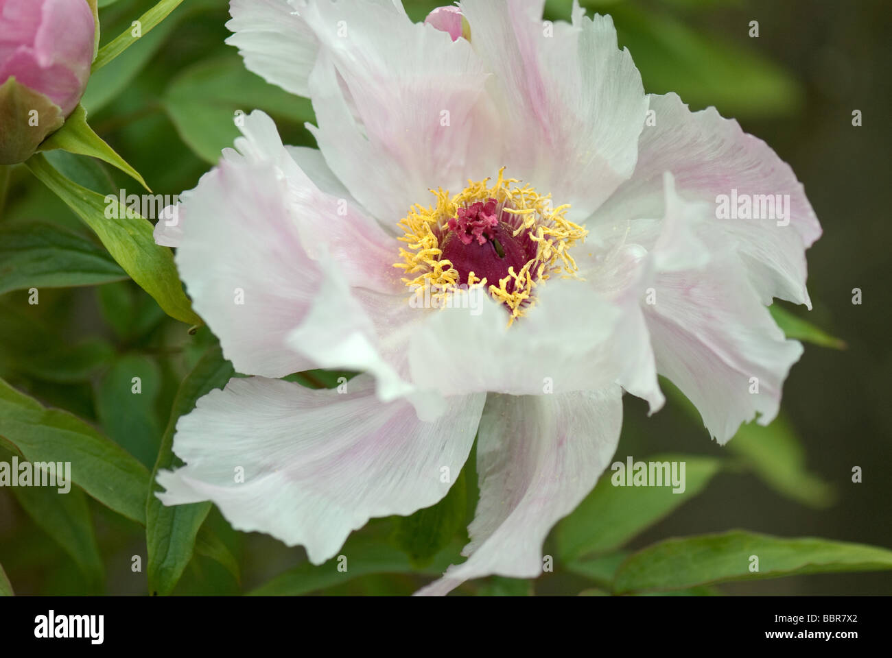Paeonia herb hi-res stock photography and images - Alamy