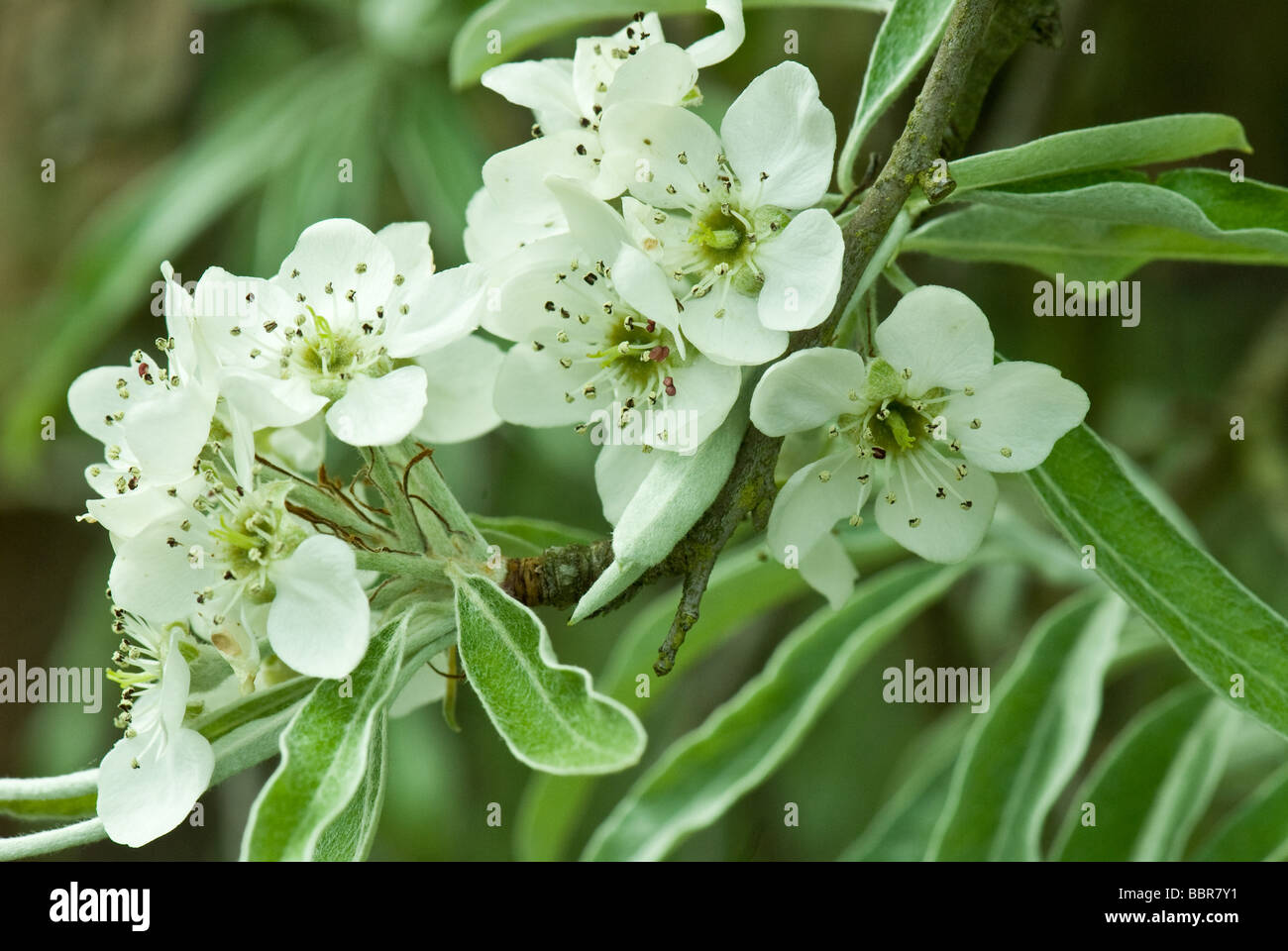 Pyrus salicifolia pendula hi-res stock photography and images - Alamy