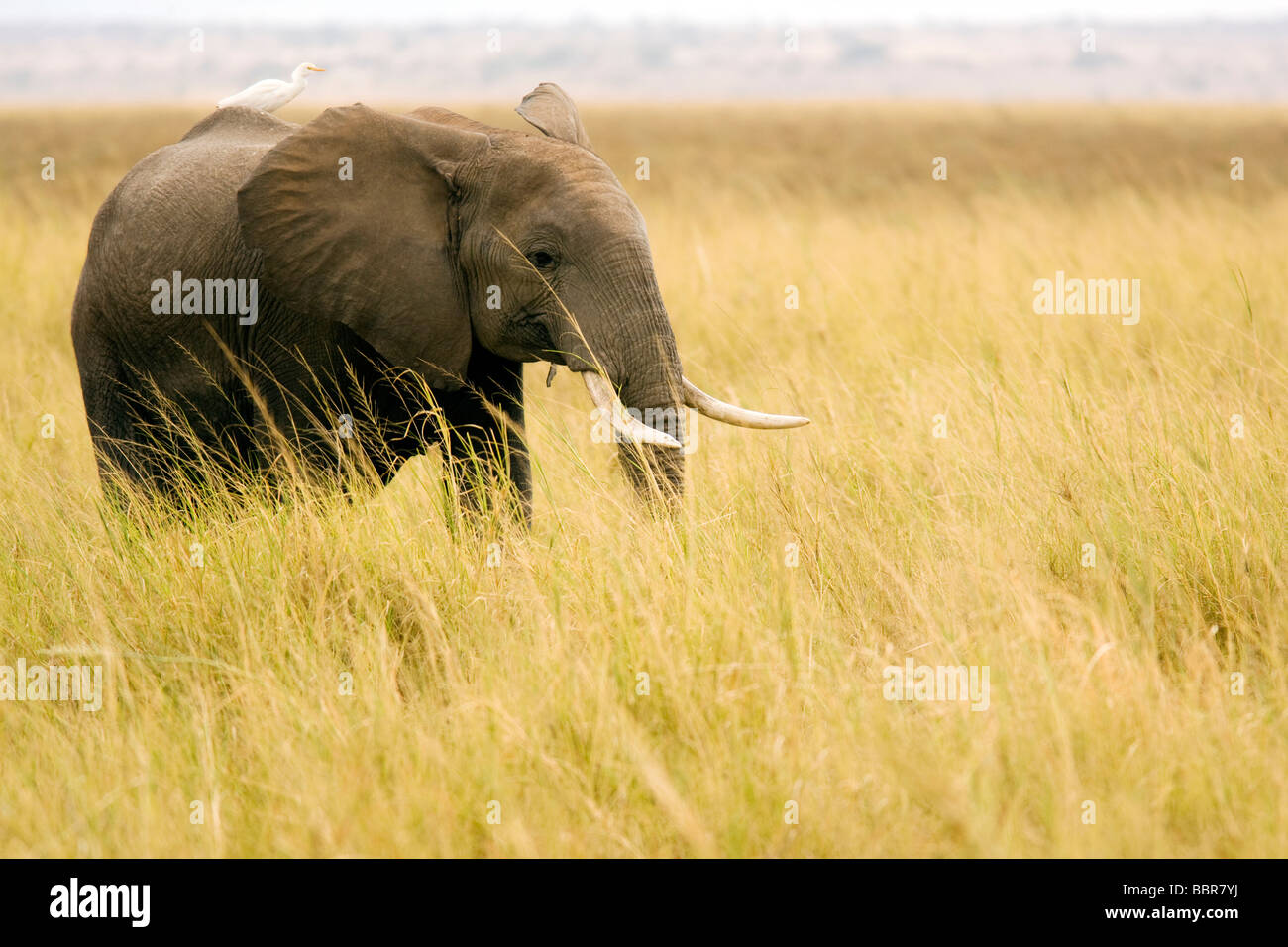 Lone elephant in grass - Amboseli National Park, Kenya Stock Photo - Alamy