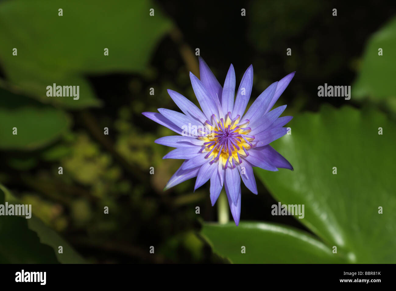 Leafs lavender lotus thailand water hi-res stock photography and images ...