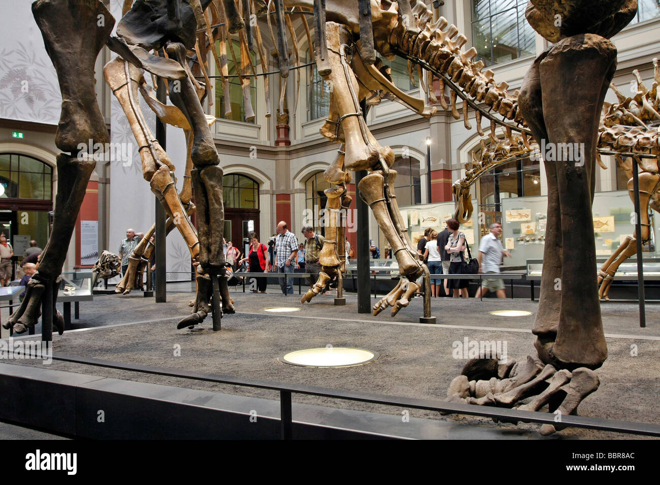 Brachiosaurus skeleton hi-res stock photography and images - Alamy