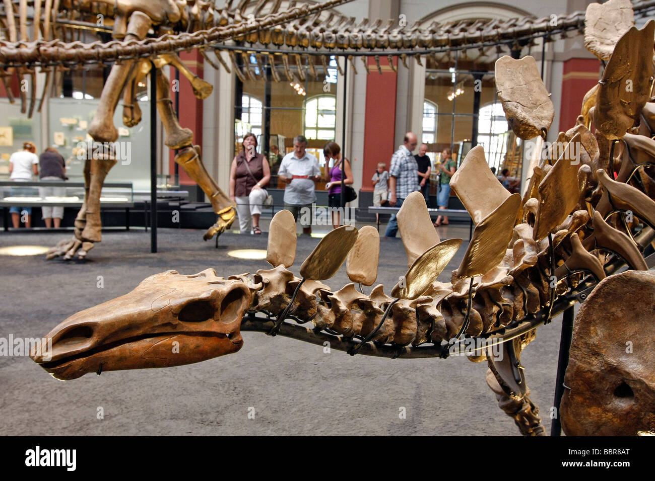 BRACHIOSAURUS BRANCAI 23 M LONG, MUSEUM OF NATURAL HISTORY, MUSEUM FUR ...