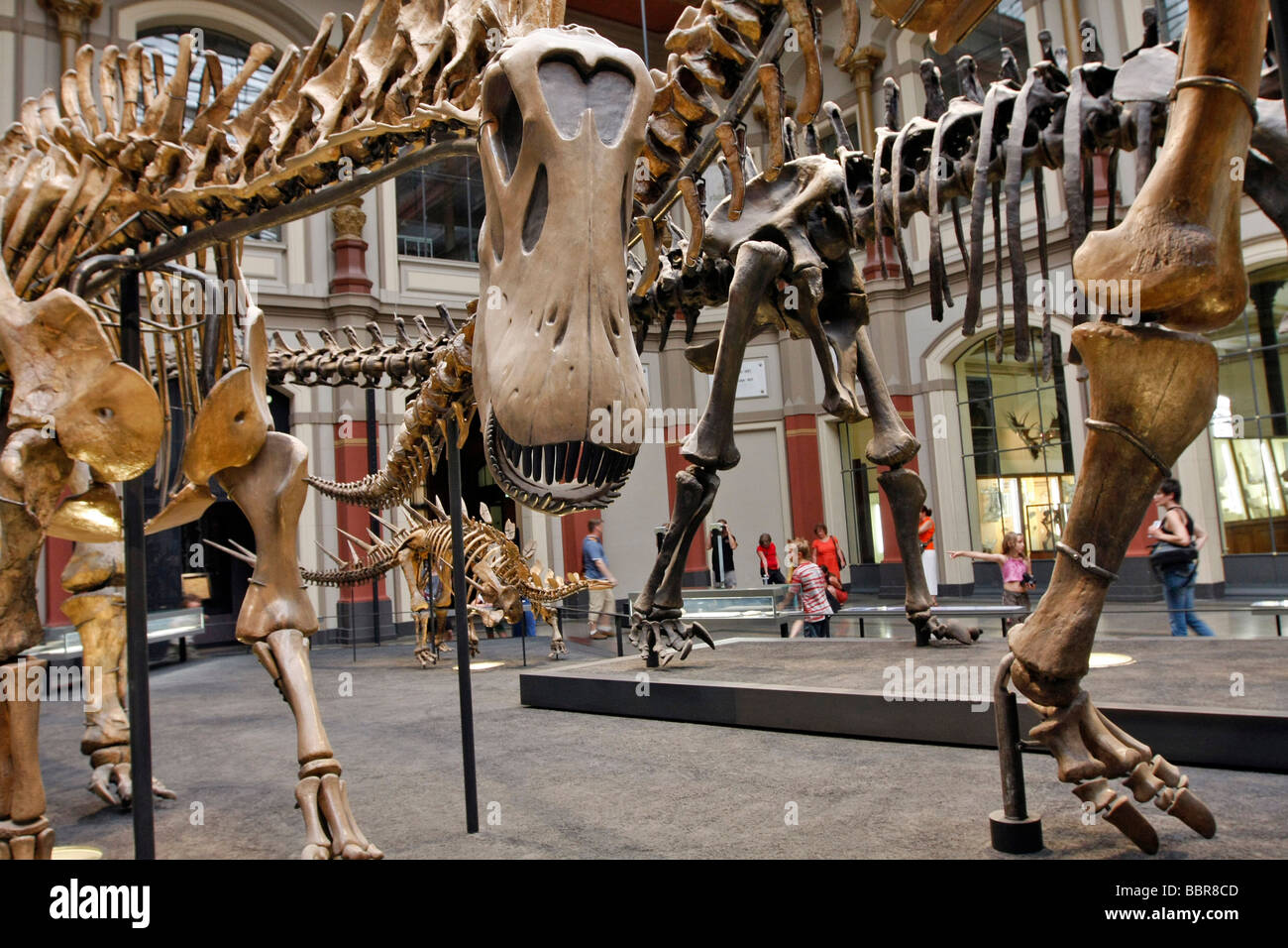 Brachiosaurus Skeleton