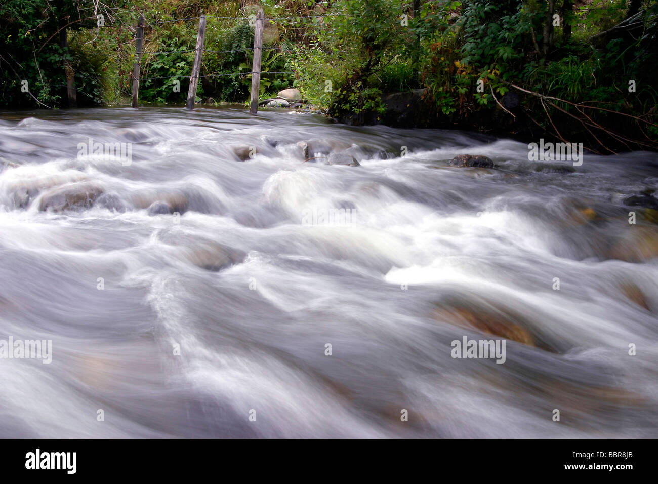 RIVER UNDER THE TREES Stock Photo - Alamy