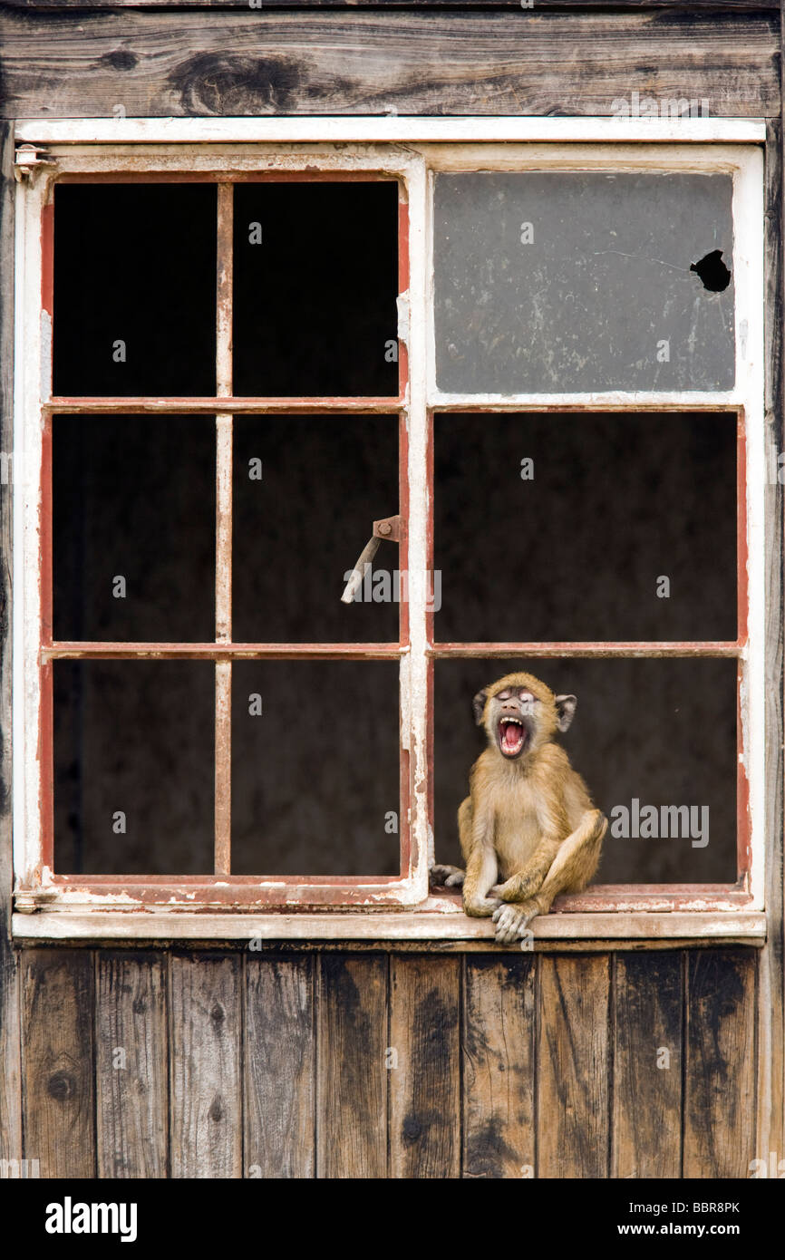 Olive Baboon sitting in window of abandoned house yawning - Amboseli ...