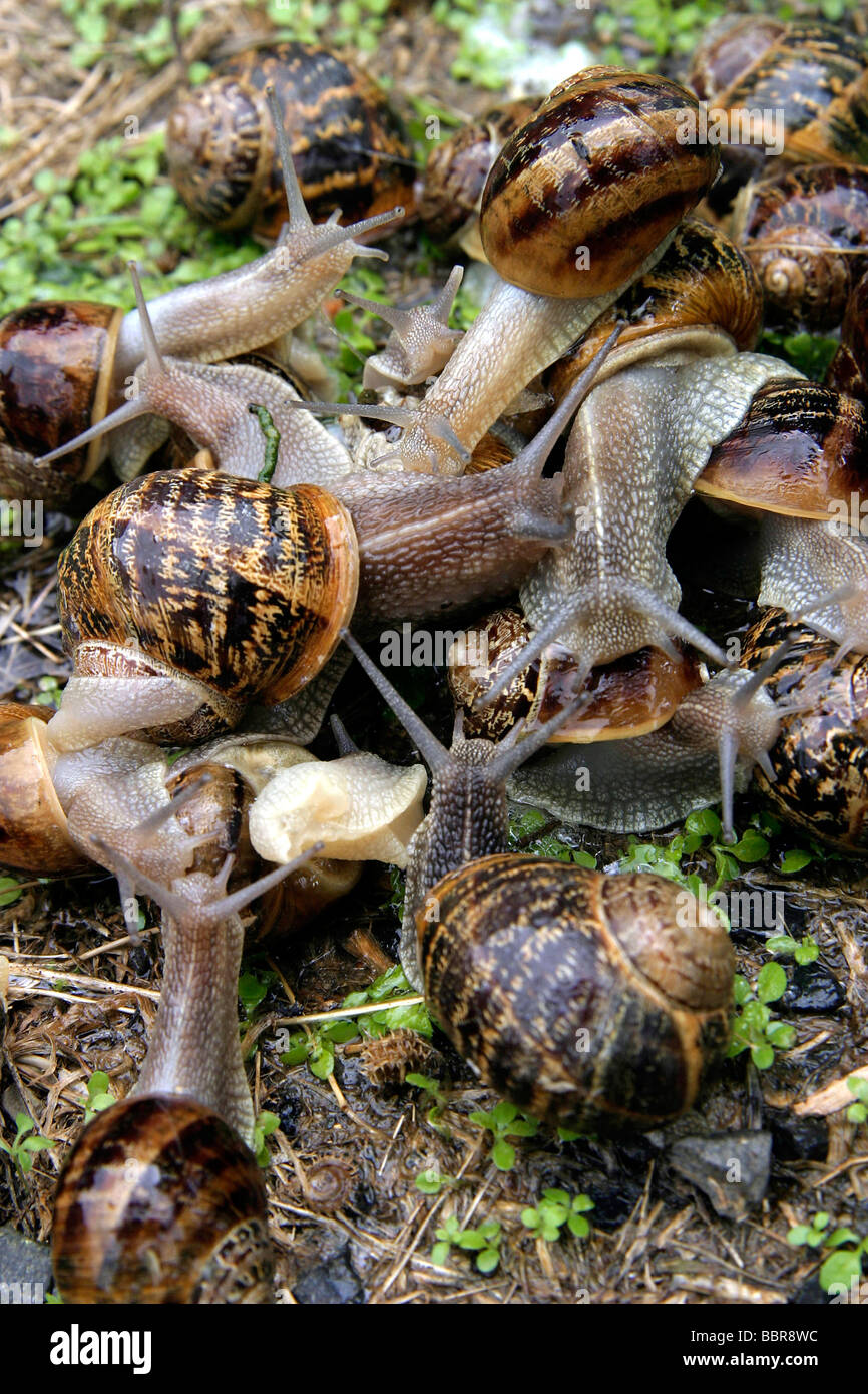 GARDEN SNAIL FARM, FRANCE Stock Photo - Alamy