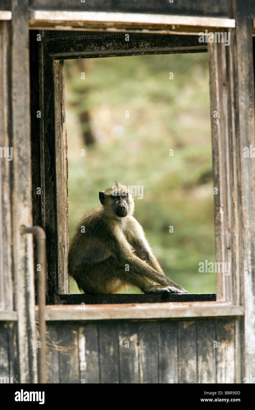Monkey house window hi-res stock photography and images - Alamy
