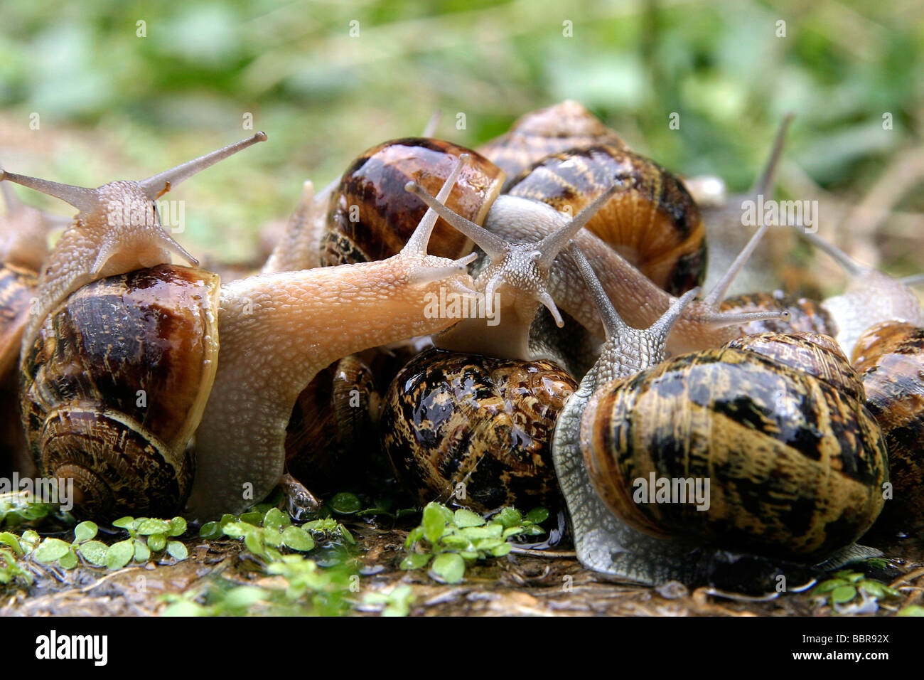 Snail farming france hi-res stock photography and images - Alamy
