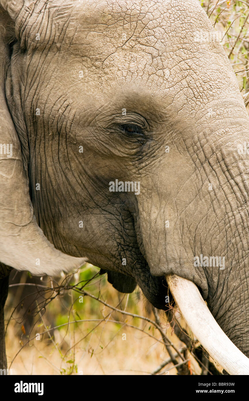 Elephants head face hi-res stock photography and images - Alamy