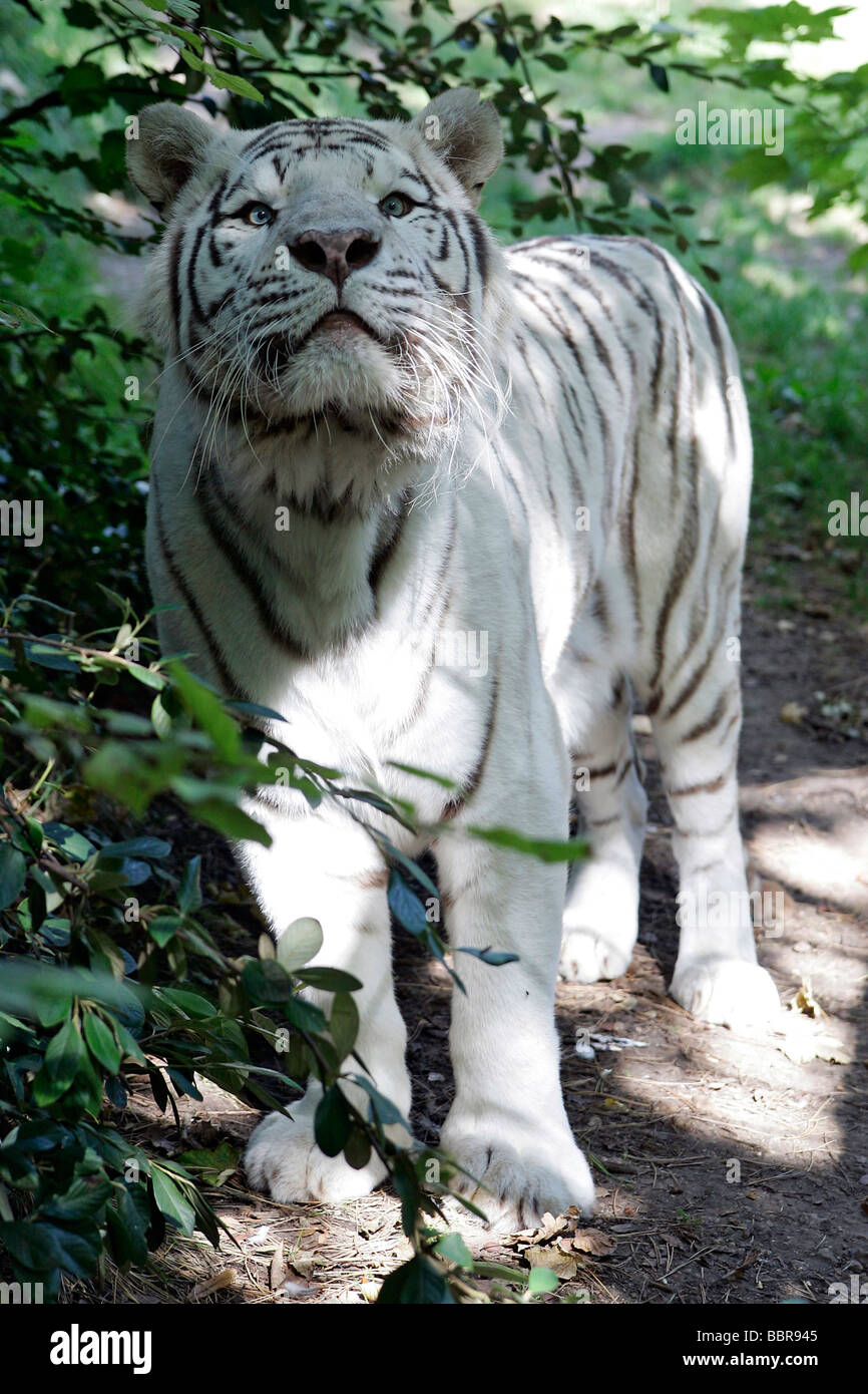 WHITE TIGER, BEAUVAL ZOO, SAINT AIGNAN, LOIR-ET-CHER (41), FRANCE Stock ...