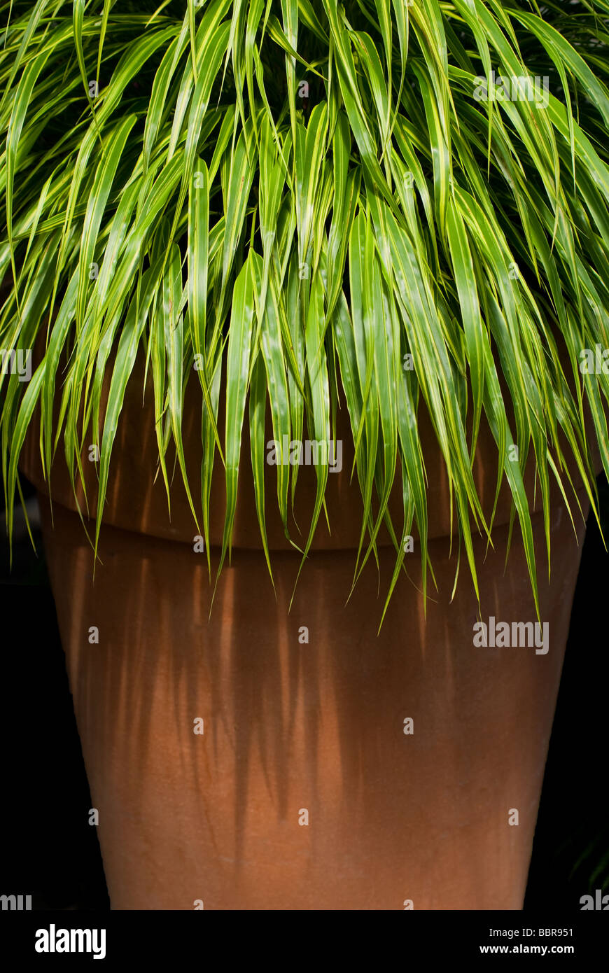Potted ornamental grass Stock Photo - Alamy