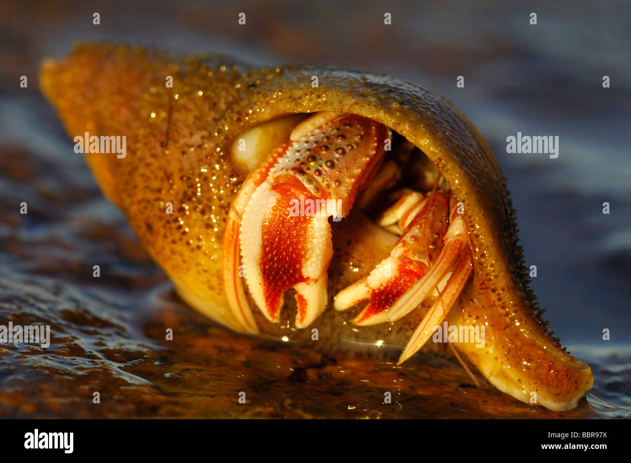 Hermit crab inside shell hi-res stock photography and images - Alamy Hermit crab inside shell hi-res stock photography and images - Alamy