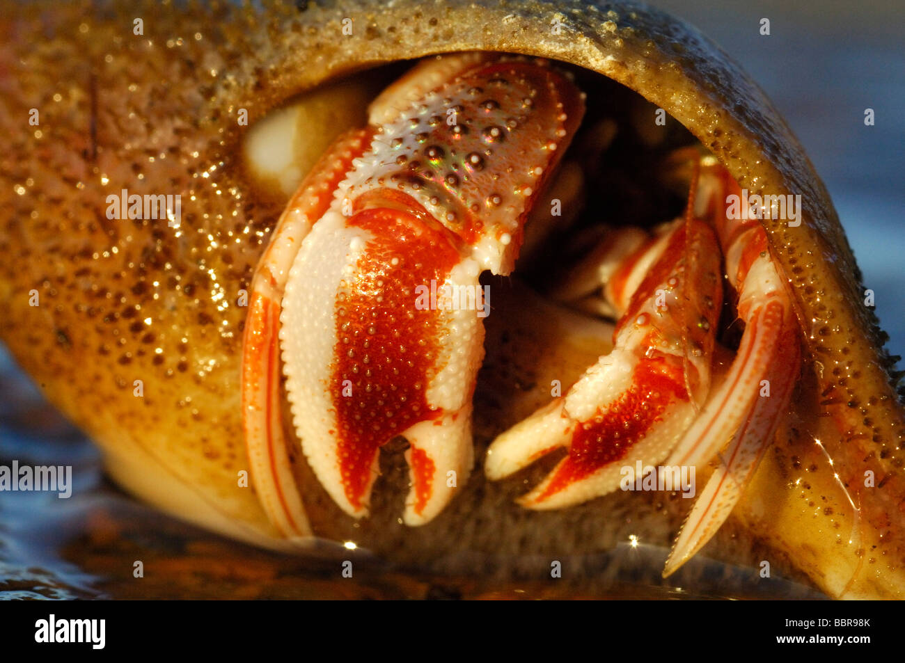 Hermit crab inside shell hi-res stock photography and images - Alamy