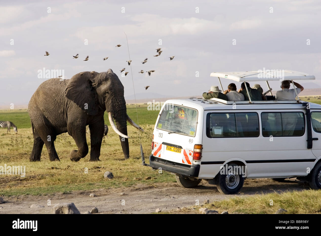 African Elephant and Safari Vehicle - Amboseli National Park, Kenya ...