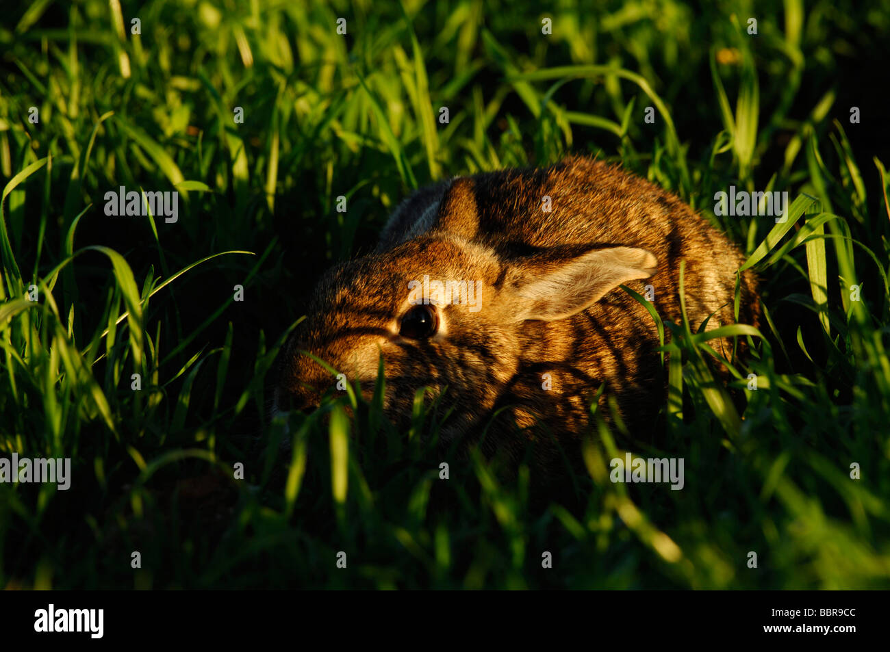 Rabbit hiding in brush hi-res stock photography and images - Alamy