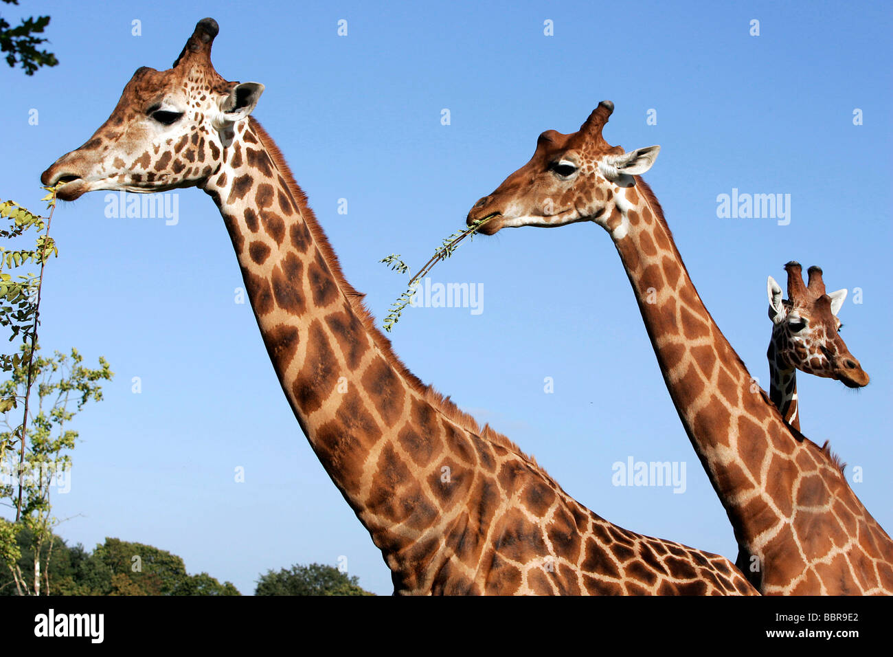 GIRAFFES, BEAUVAL ZOO, SAINT-AIGNAN, LOIR-ET-CHER (41), FRANCE Stock ...