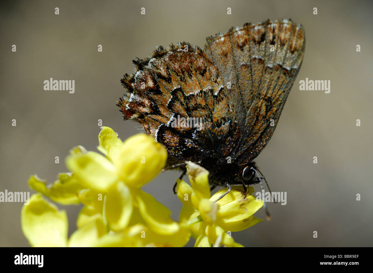 Western elfin hi-res stock photography and images - Alamy
