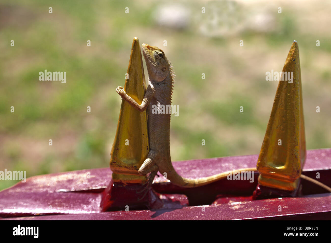 Animal hot lizard sunbathing thailand hi-res stock photography and ...