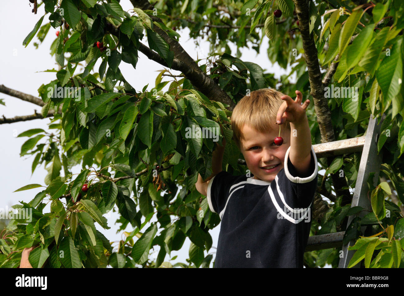 Stock photo of a 9 year old boy picking cherries from a tree Stock ...