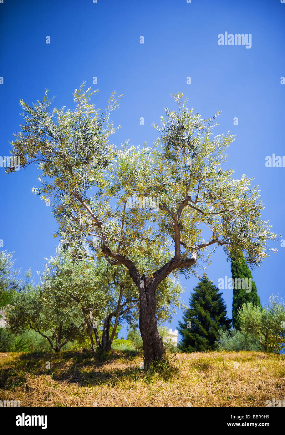 Olive Tree Garden High Resolution Stock Photography and Images - Alamy