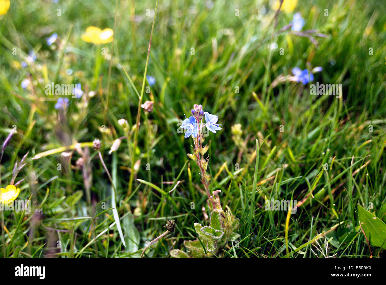 Wild blue Speedwell in flower in a field Stock Photo - Alamy