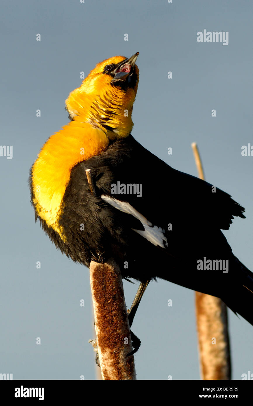 Blackbird head hi-res stock photography and images - Alamy