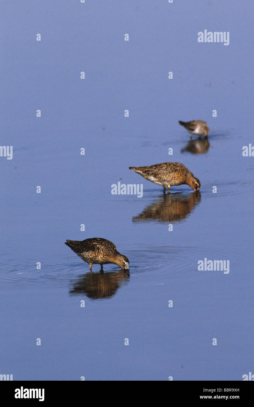 Dowitchers birds dowitcher hi-res stock photography and images - Alamy