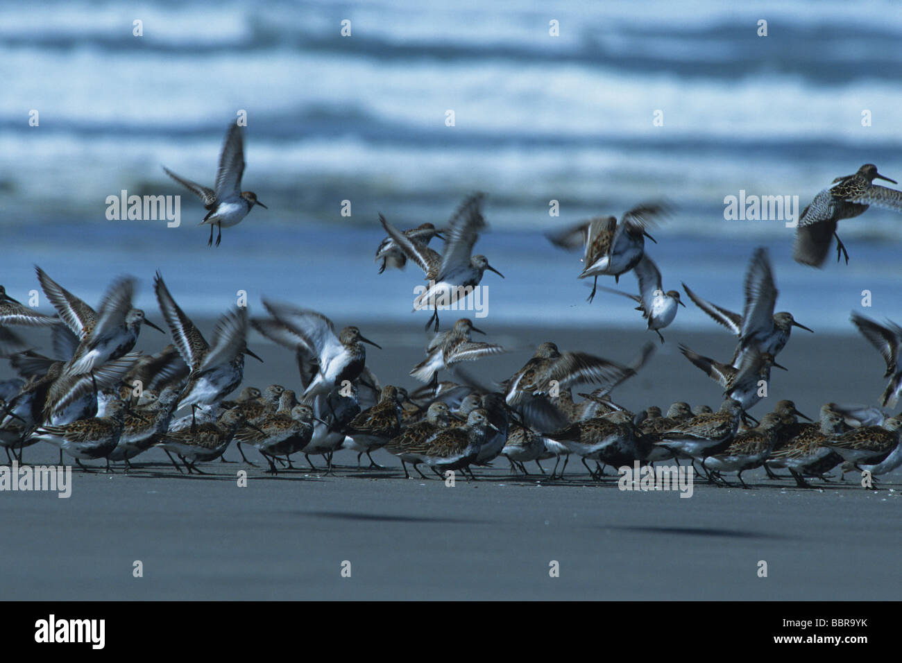 Migrating shorebirds, Spring migration Stock Photo - Alamy