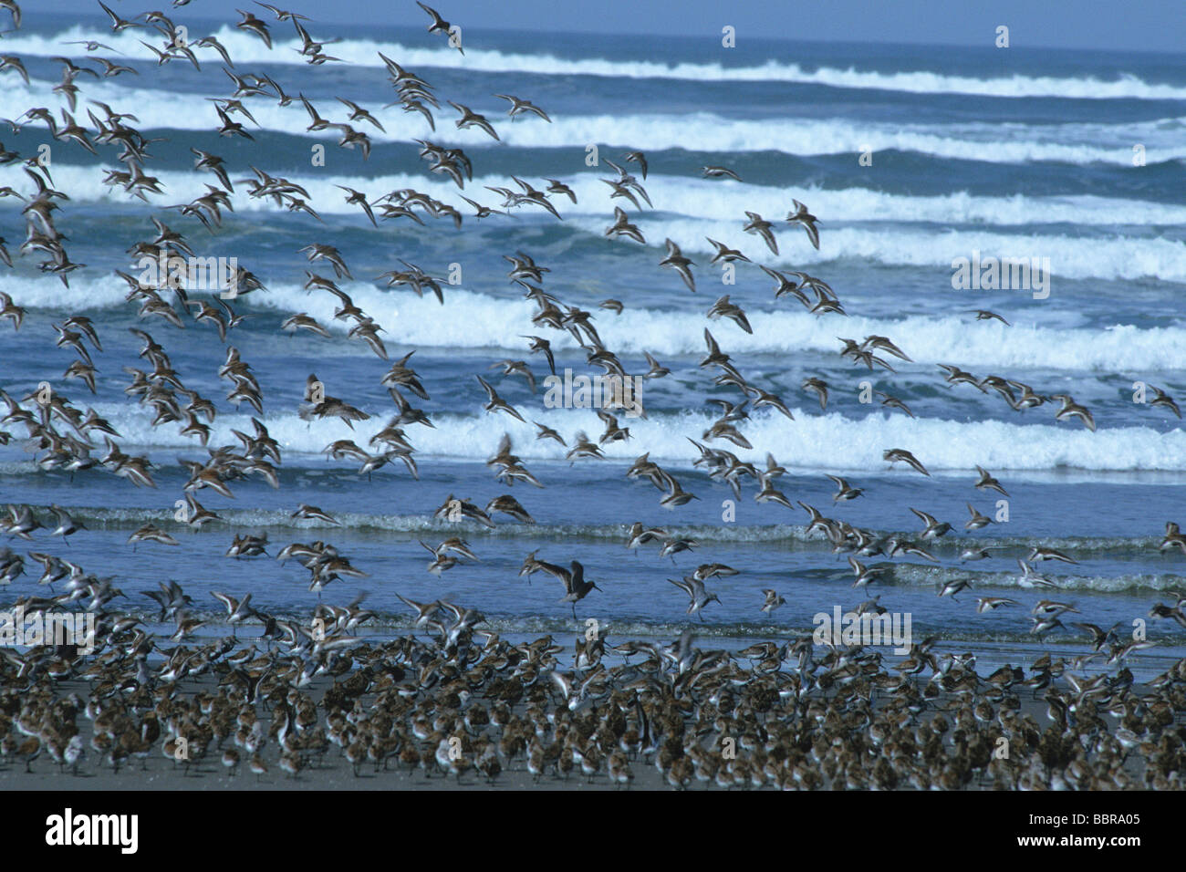 Migrating shorebirds, Spring migration Stock Photo - Alamy