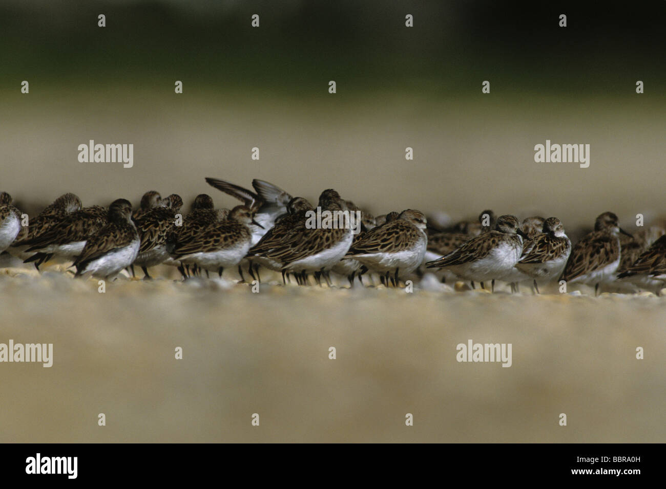 Semipalmated sandpipers migration hi-res stock photography and images ...