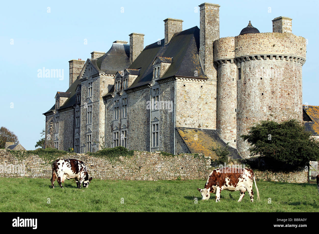 NORMANDY COW AND ITS CALF IN FRONT OF THE CHATEAU DE CROSVILLE-SUR ...
