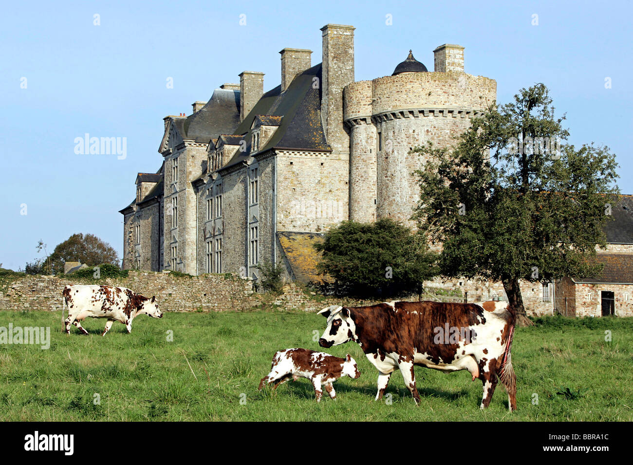 NORMANDY COW AND ITS CALF IN FRONT OF THE CHATEAU DE CROSVILLE-SUR ...