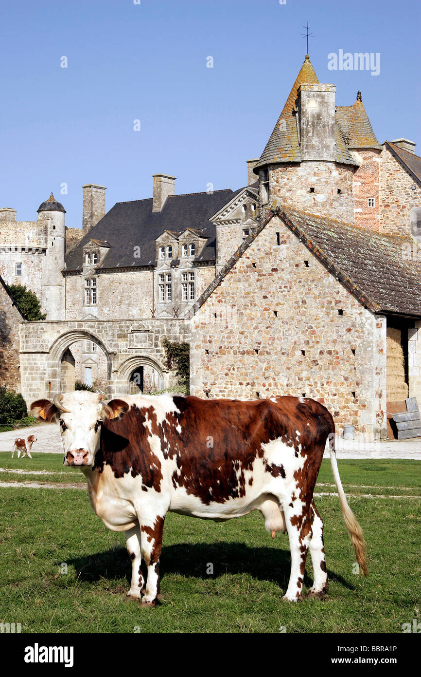 NORMANDY COW IN FRONT OF THE CHATEAU DE CROSVILLE-SUR-DOUVE, MANCHE (50 ...