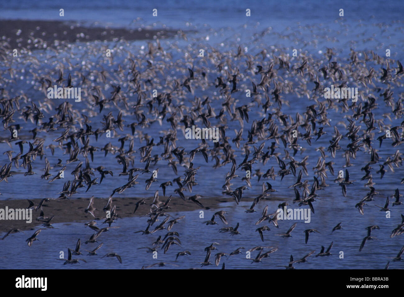 Migrating Western sandpipers (Calidris mauri), Spring migration Stock ...