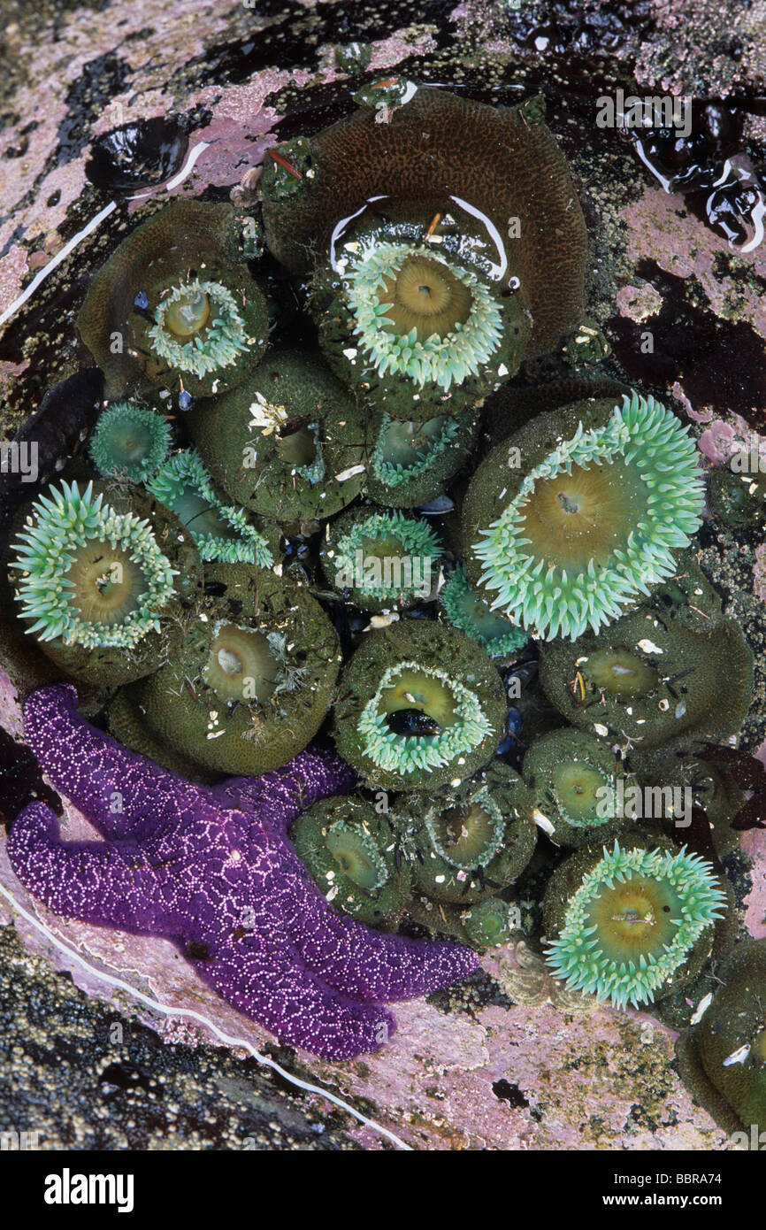 Starfish (Pisaster ochraceus) and giant green anemones (Anthopleura ...