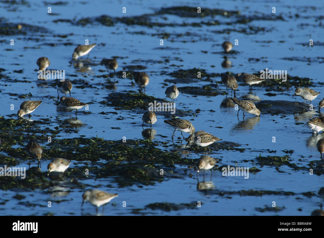 Western sandpipers feeding (Calidris mauri Stock Photo - Alamy