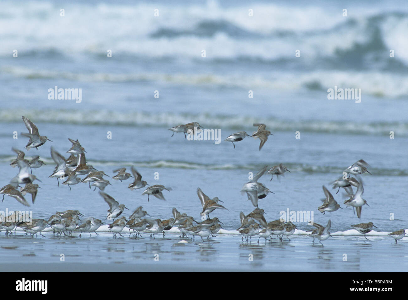Migrating shorebirds, Spring migration Stock Photo - Alamy