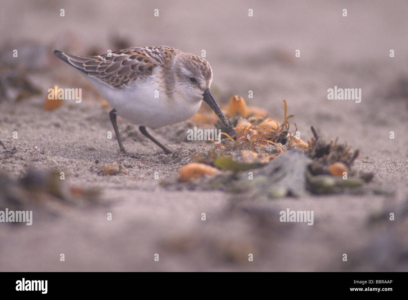 Sanderling (Calidris alba Stock Photo - Alamy