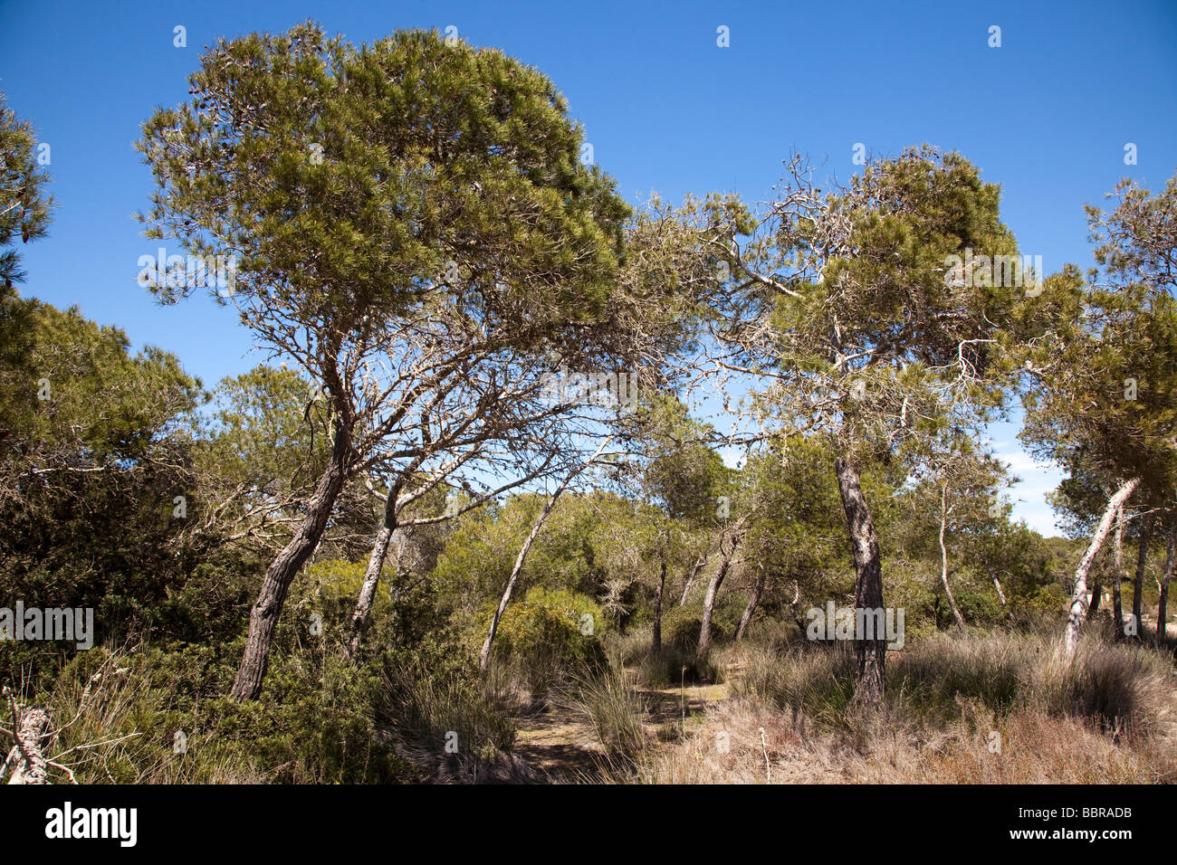 Scrub pine tree hi-res stock photography and images - Alamy