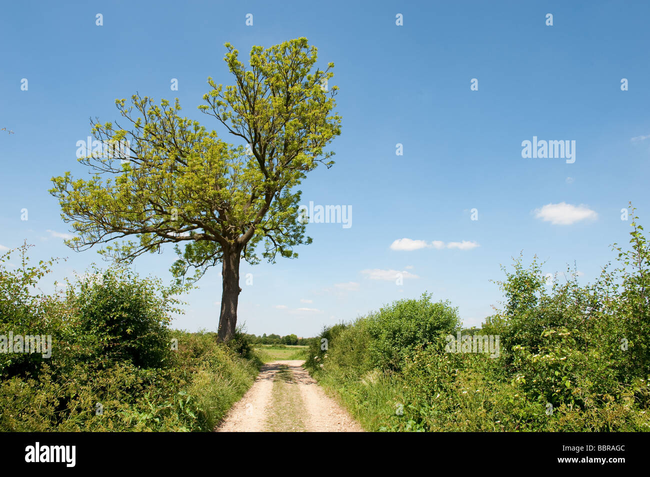 Dutch landscape with tree in Holland Maasheggen Stock Photo - Alamy
