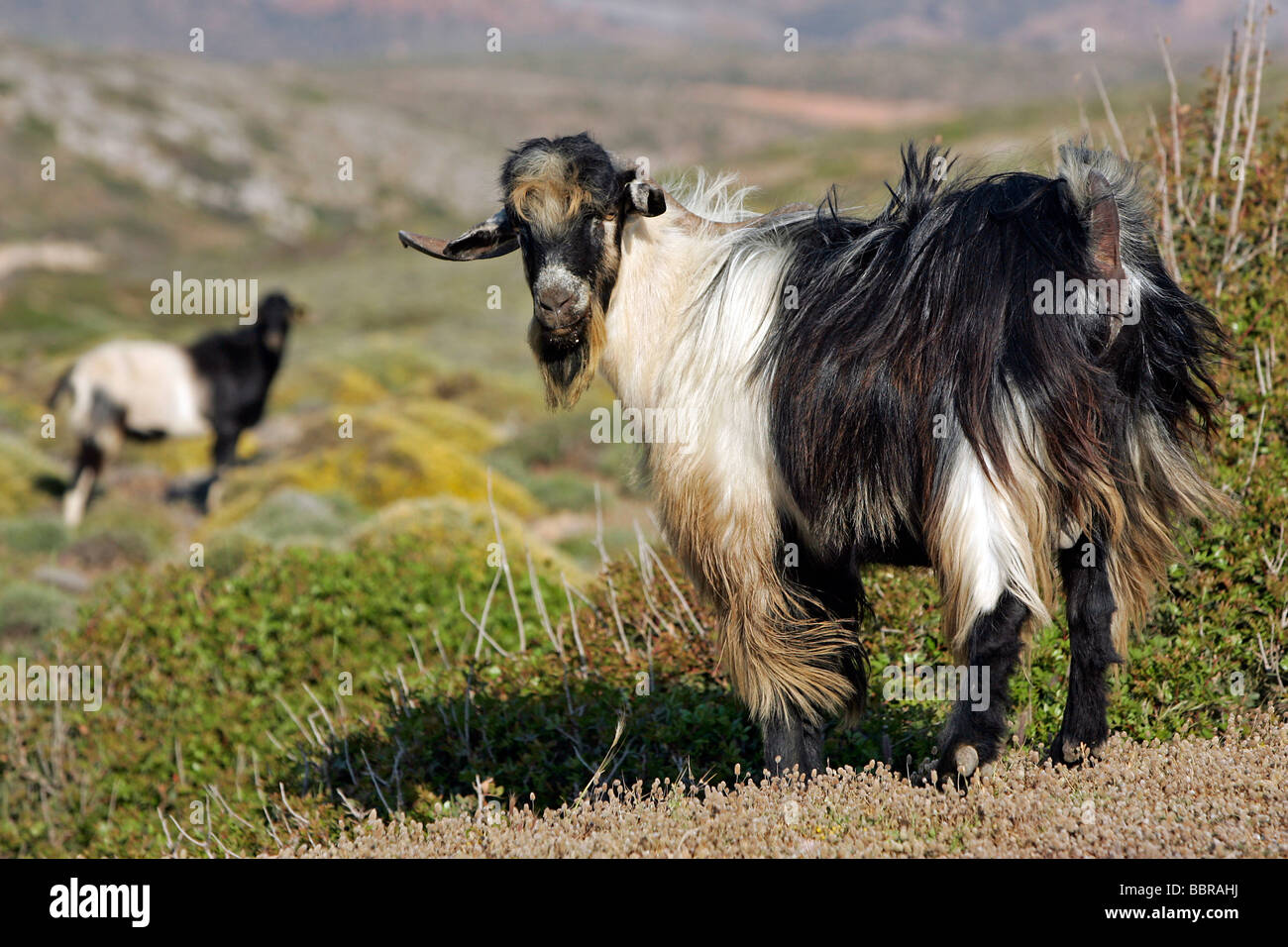 CRI-CRI GOAT ON THE CRETAN MOORS, CRETE, GREECE Stock Photo - Alamy