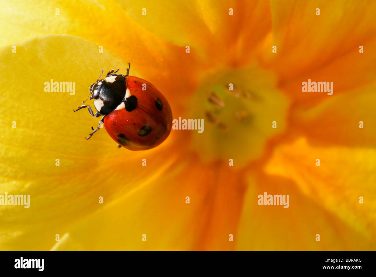 LADYBUG IN SPRING ON THE FLOWERS Stock Photo - Alamy