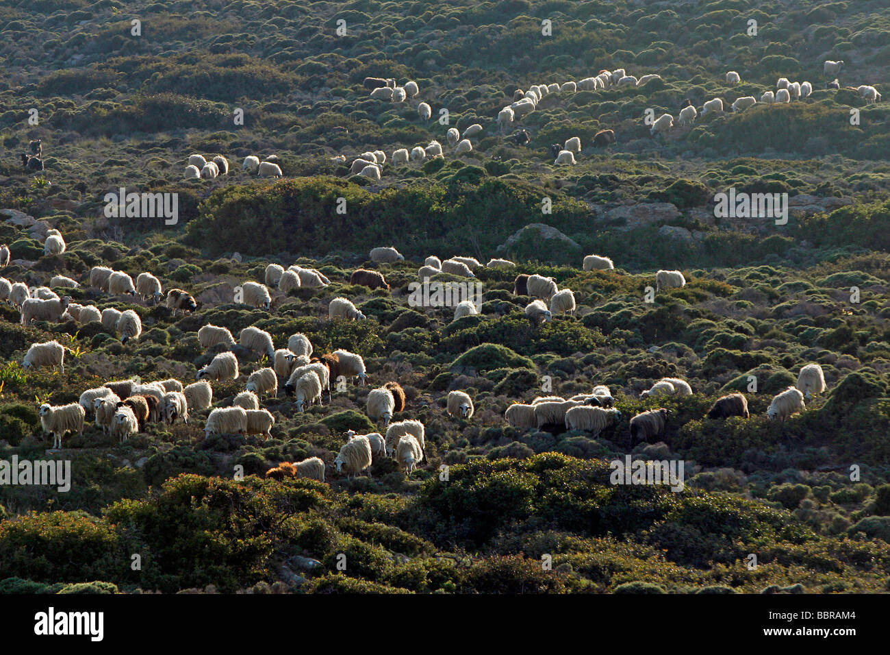 Cretan sheep hi-res stock photography and images - Alamy