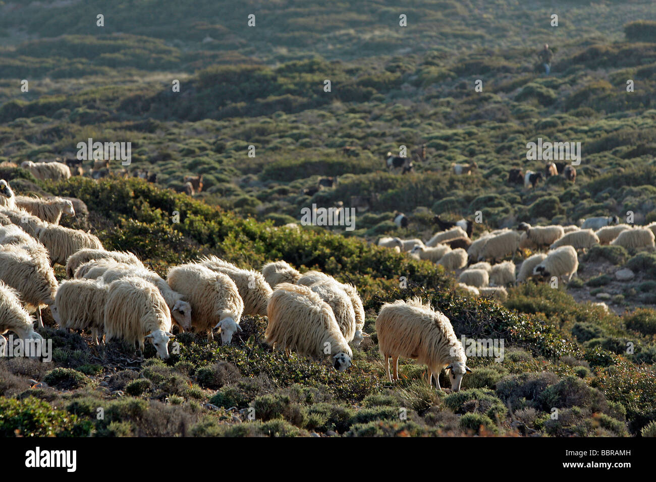 Cretan sheep hi-res stock photography and images - Alamy