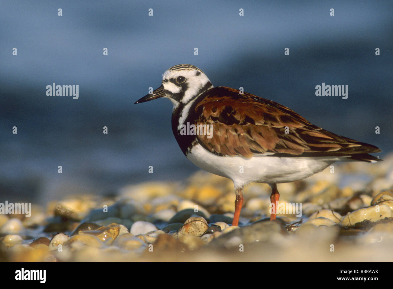 Ruddy turnstone (Arenaria interpres), Spring migration Stock Photo - Alamy