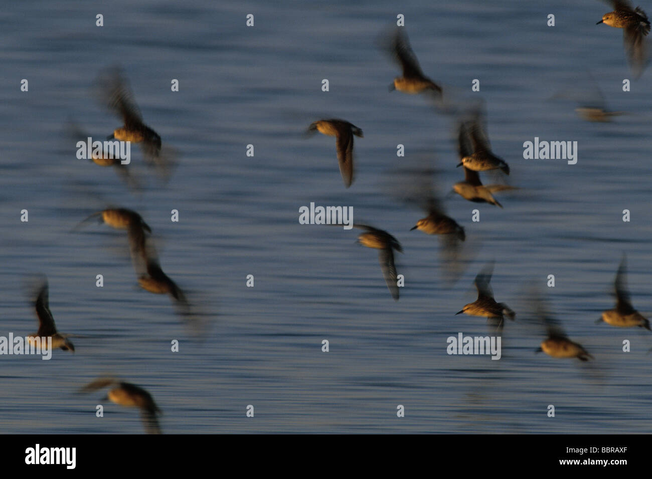 Shorebirds in flight, Spring migration Stock Photo - Alamy