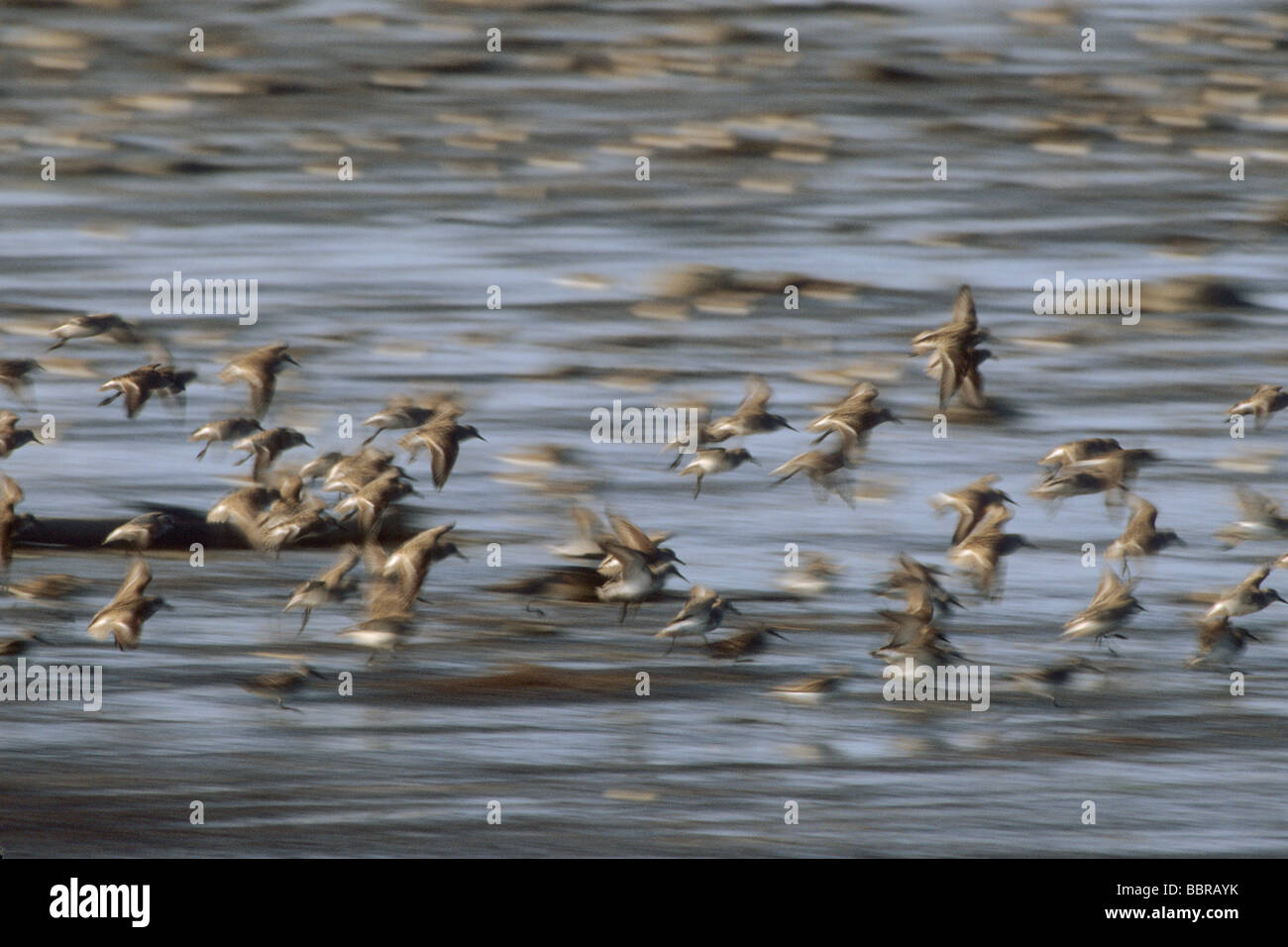 Shorebirds in flight, Spring migration Stock Photo - Alamy